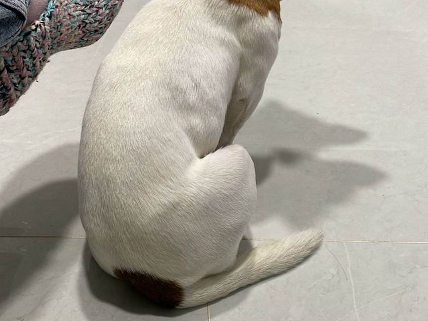 Джек Рассел терьер девочка 1,6 гола