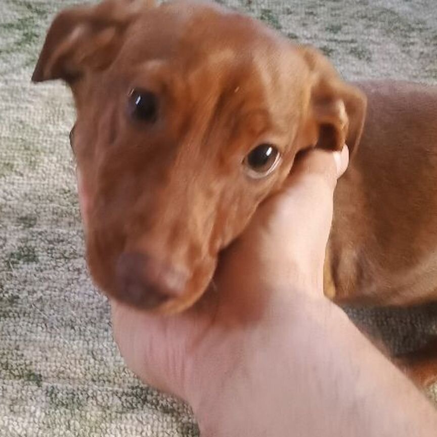 Кроличья такса, щенок