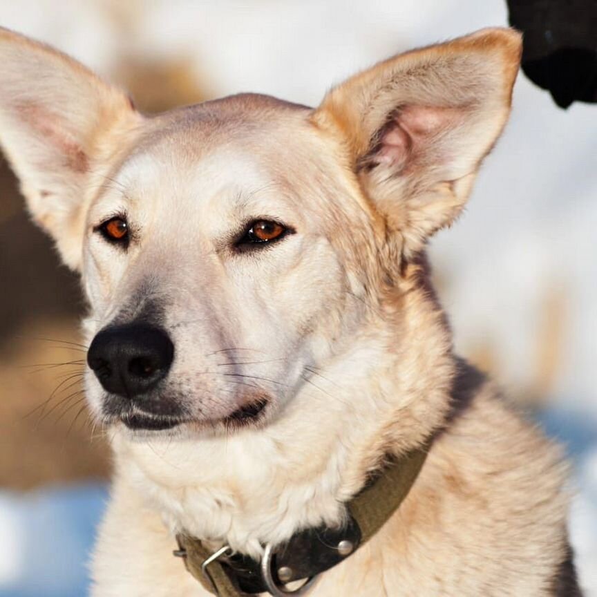 Потерялась собака белого цвета