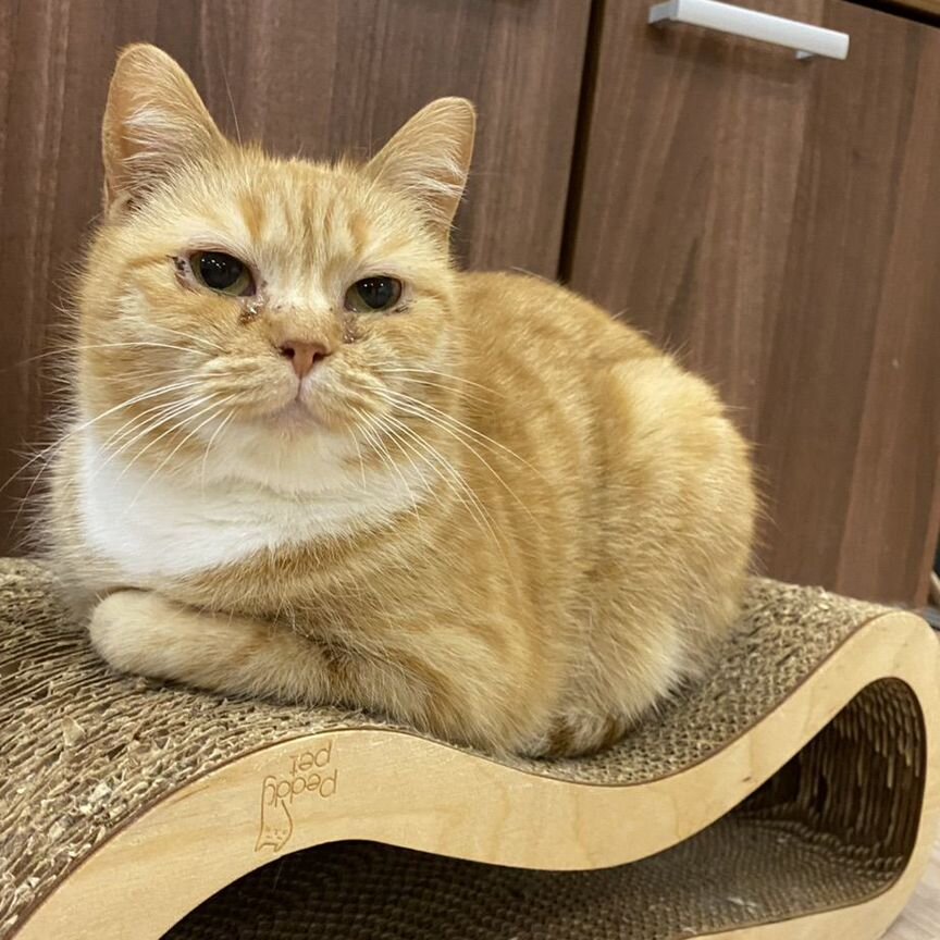 Супер ласковая кошка