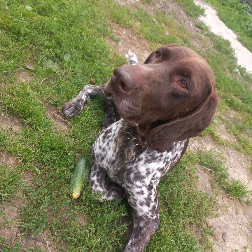 Курцхаар собака