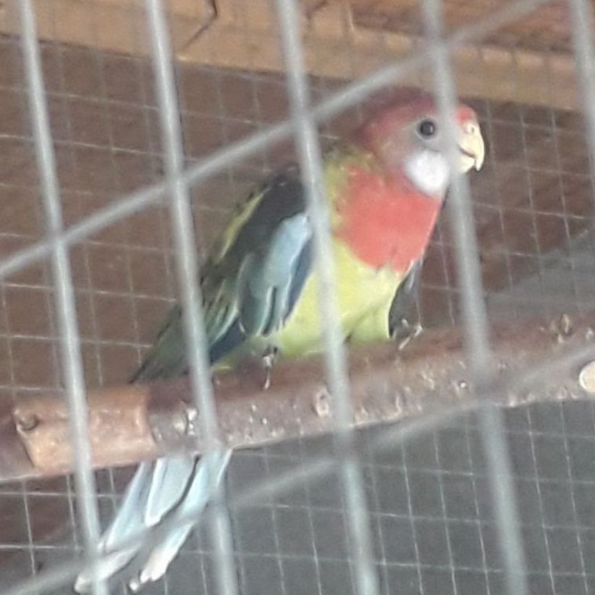 Попугай розелла