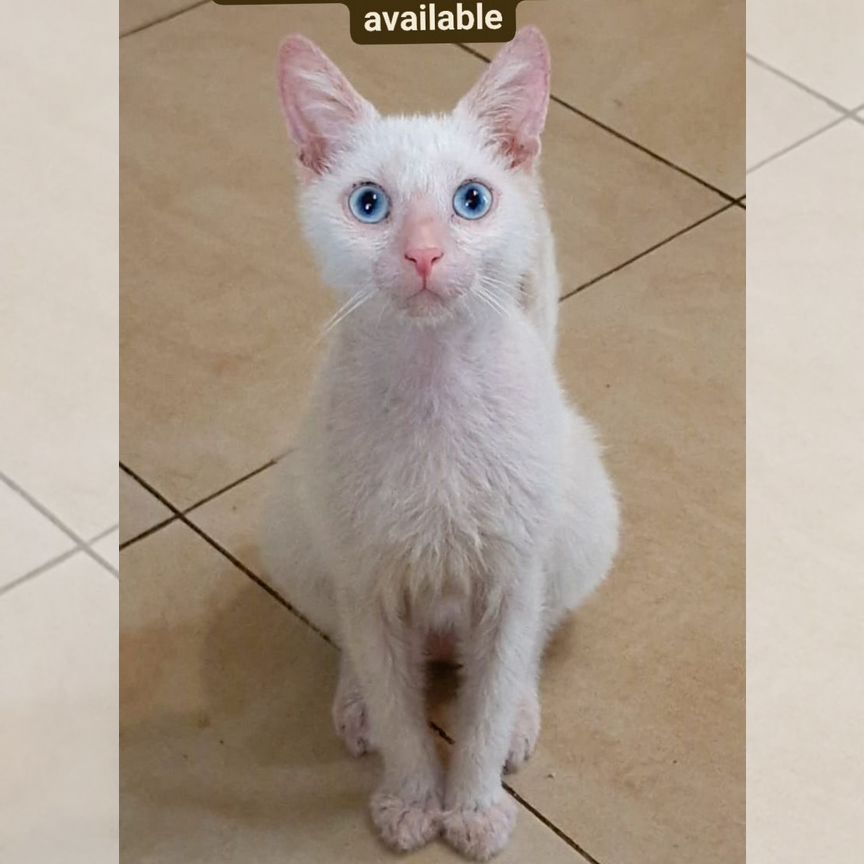 Ликой, взрослый кот