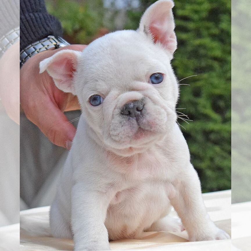 Французский бульдог, щенок