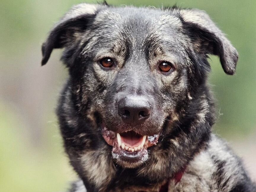 Дэнни ищет дом