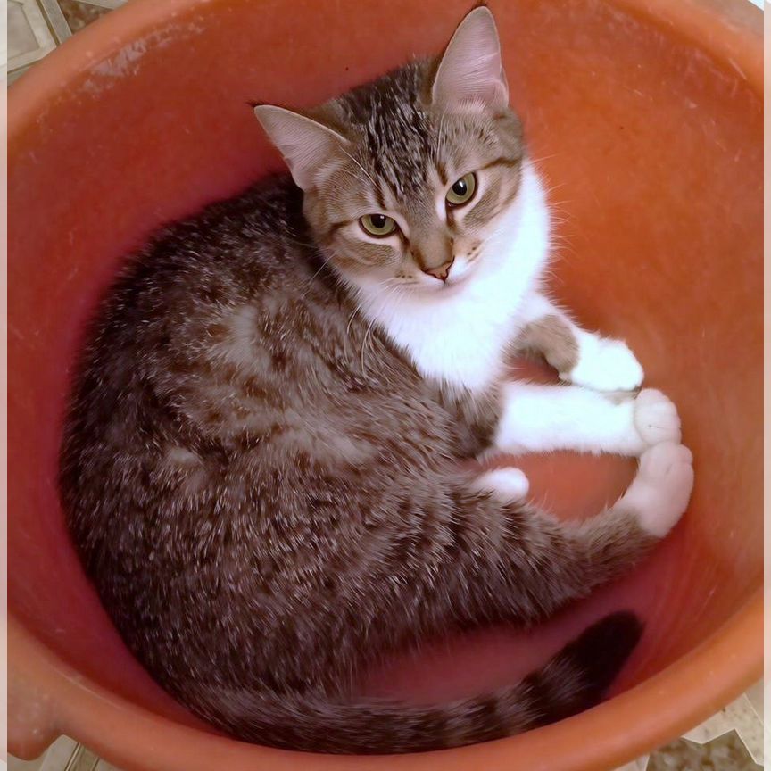 Котёнок в добрые руки