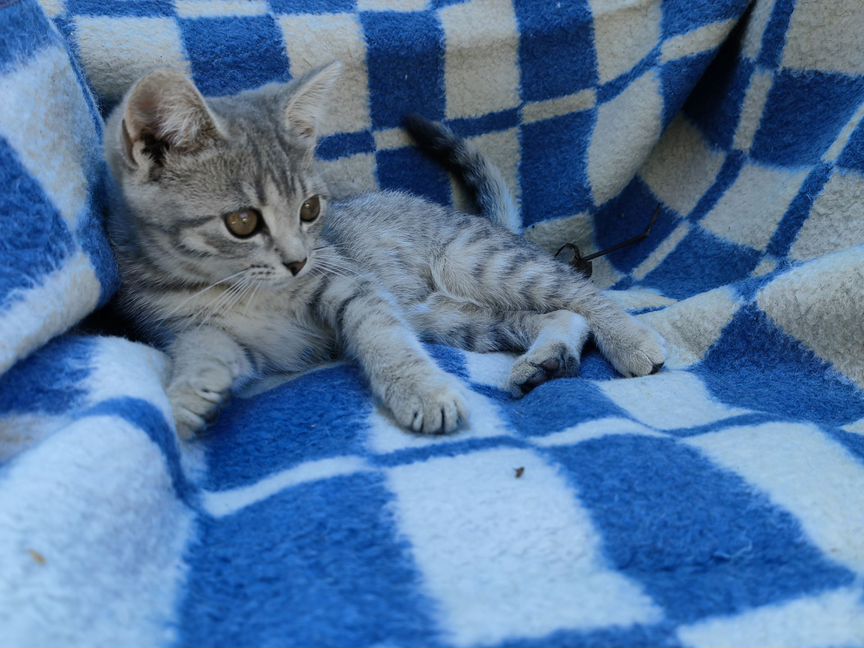 Котята родились в деревне 15.06.2023