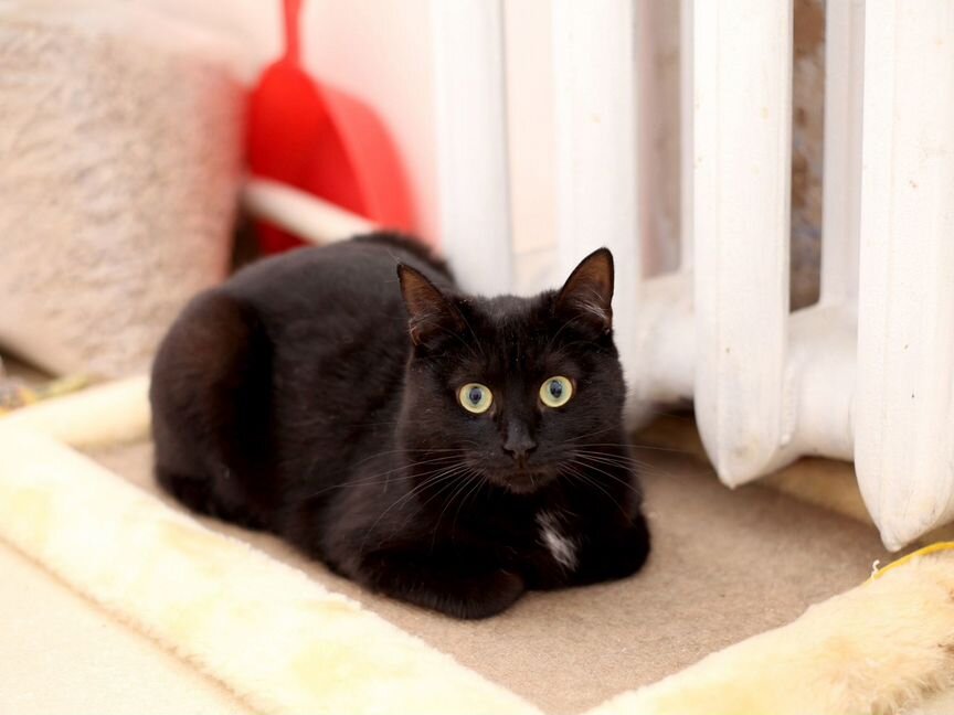 Кошки из приюта
