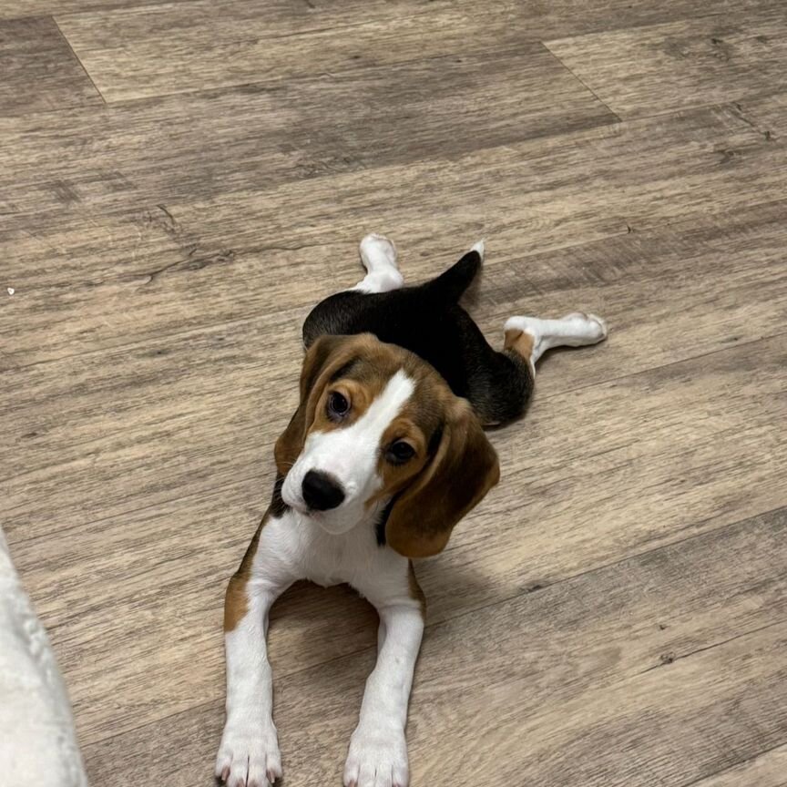 Бигль мальчик