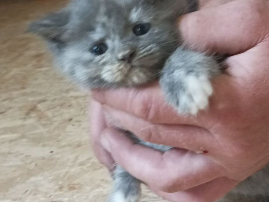 Mайкунята и британцы смесь