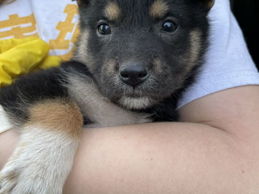 Девочка ищет родителей