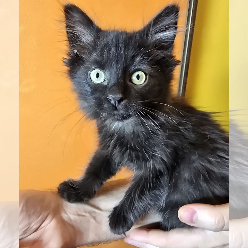 Котёнок Кнопка ищет дом