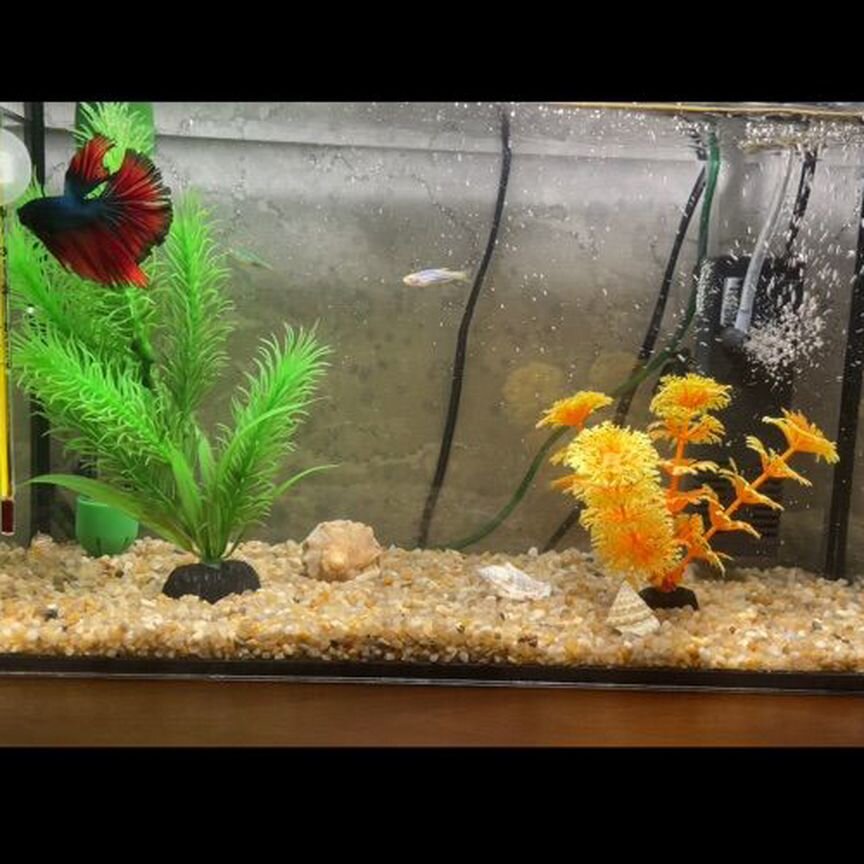 Аквариум для рыбок