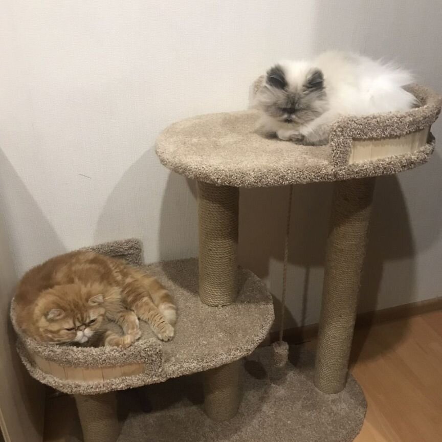 Коты