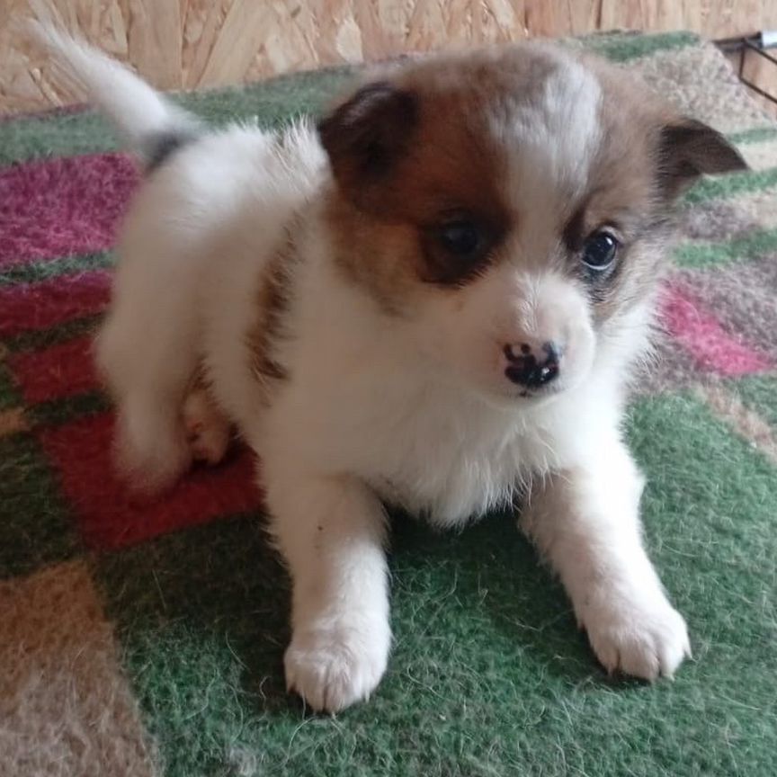 Щенок в добрые руки