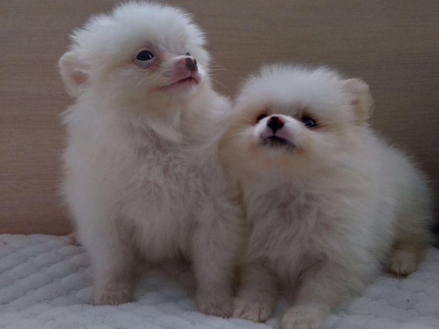 Девочка и Мальчик немецкого шпица