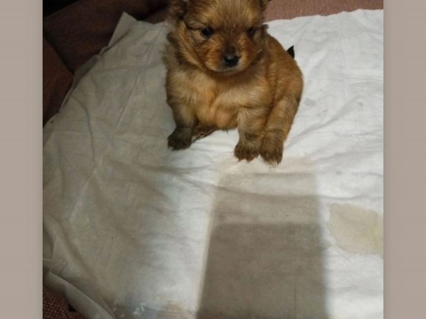 Маленькая собака шпиц