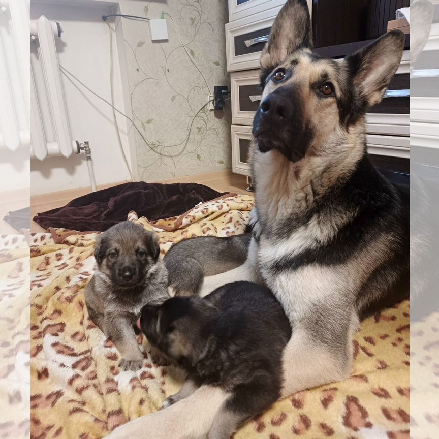 Восточноевропейская овчарка, щенок