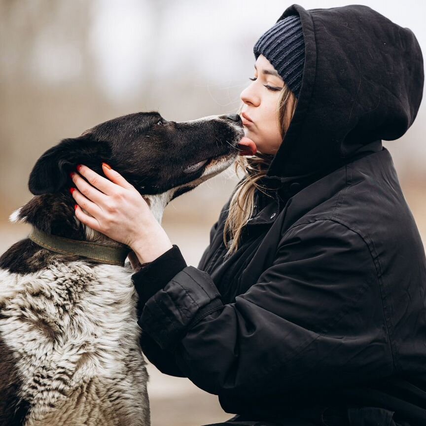 Взрослый пёс в добрые руки