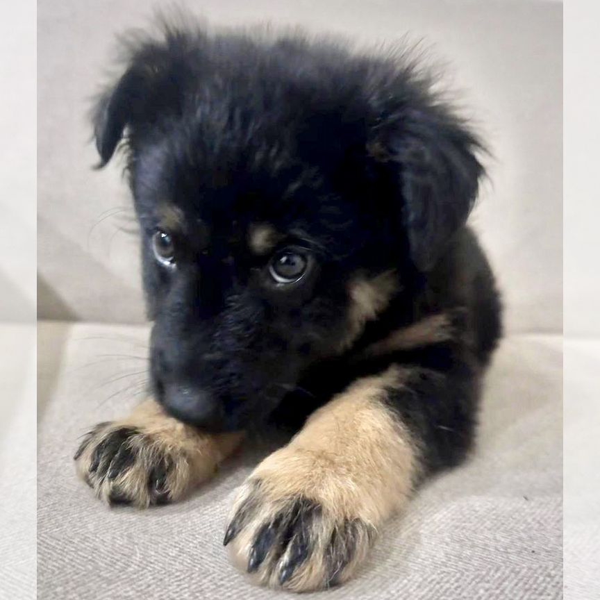 Щенок в добрые руки