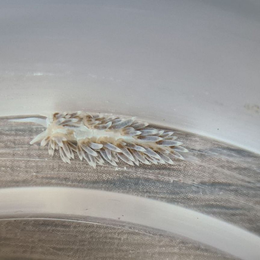 Бергии (морской голожаберник)