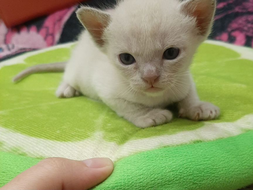 Бурманские котята