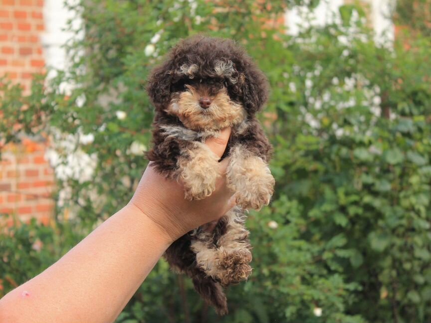 Мини девочка той -пуделя