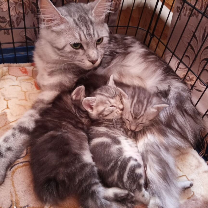 Котята курильского бобтейла