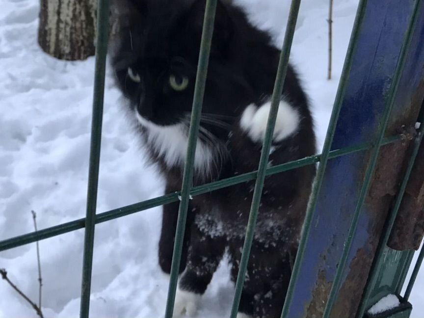 Домашнюю кошечку выбросили в лес