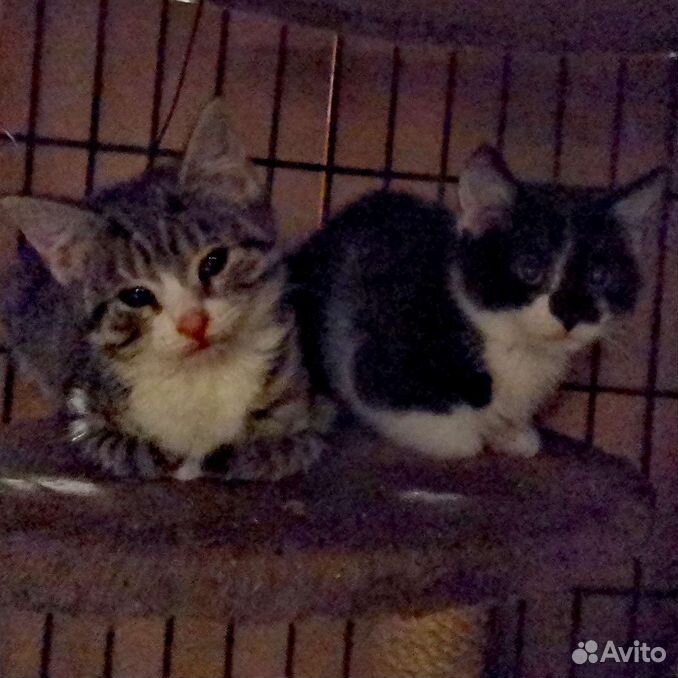 Котята Боря и Зорро ищут дом