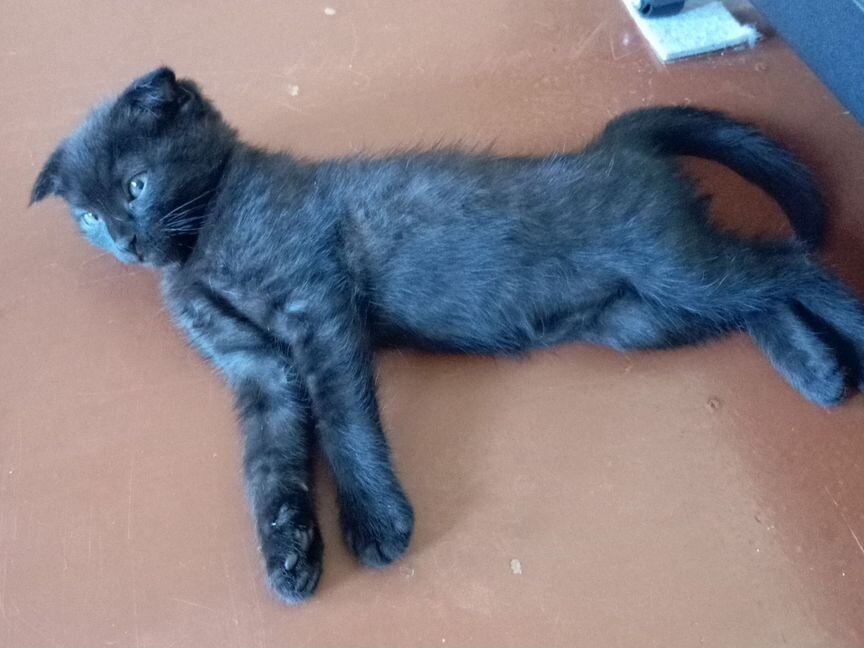 Отдам вислоухого котенка(кошка)