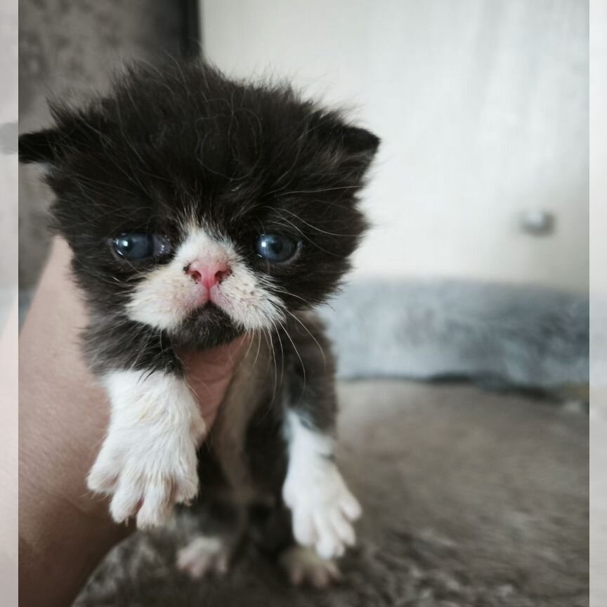 Экзотический короткошёрстный котёнок