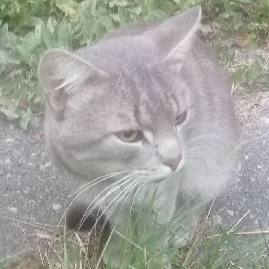 Кот в добрые руки бесплатно