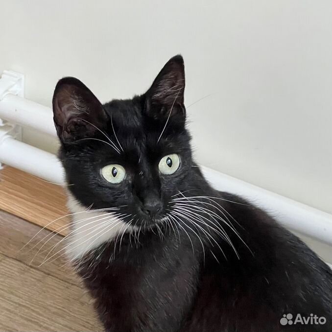 Красавица Василиса в добоые руки дар