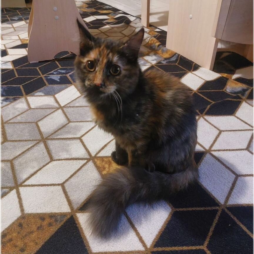 Продам котенка