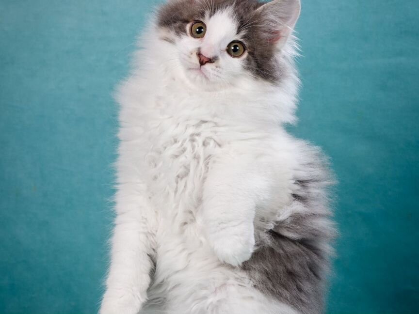 Мурчелло, котик курильский бобтейл