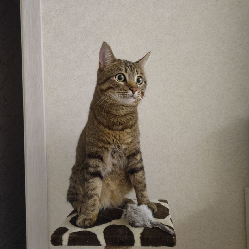 Отдам кота в добрые руки