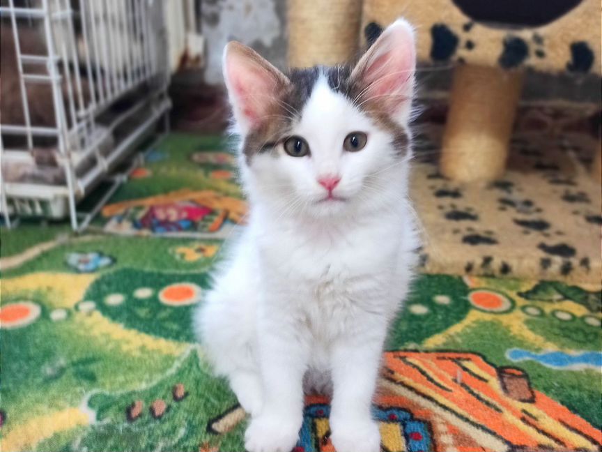 Кошка в дар бесплатно