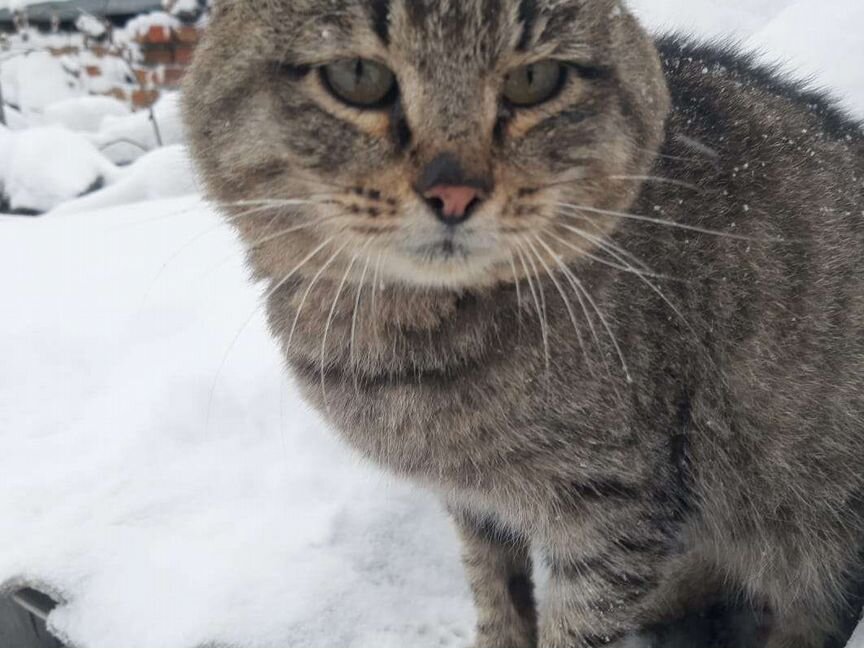 Котик погибает на даче