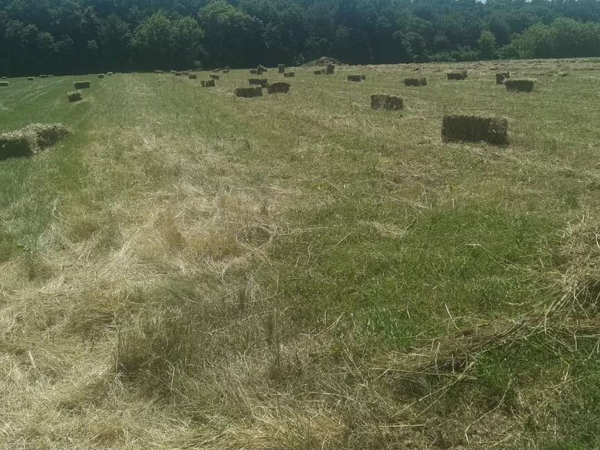 Сено в тюках