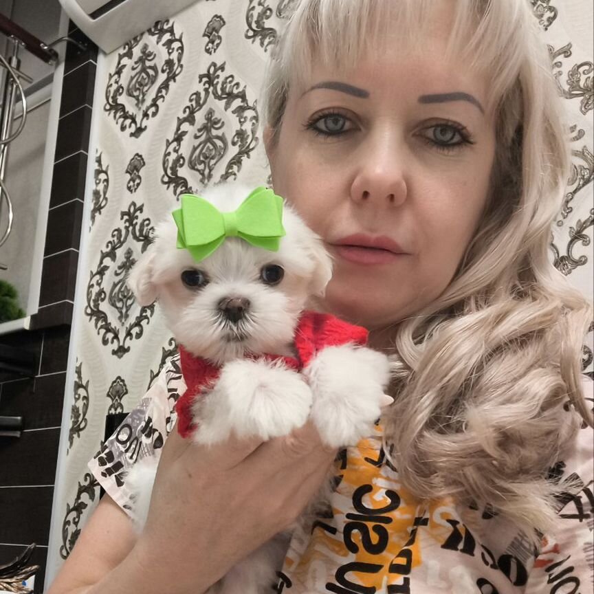 Мальтийская болонка, щенок