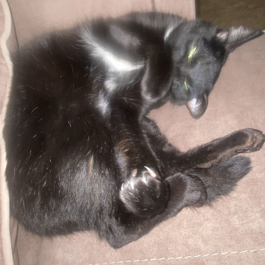 Взрослая кошка в добрые руки