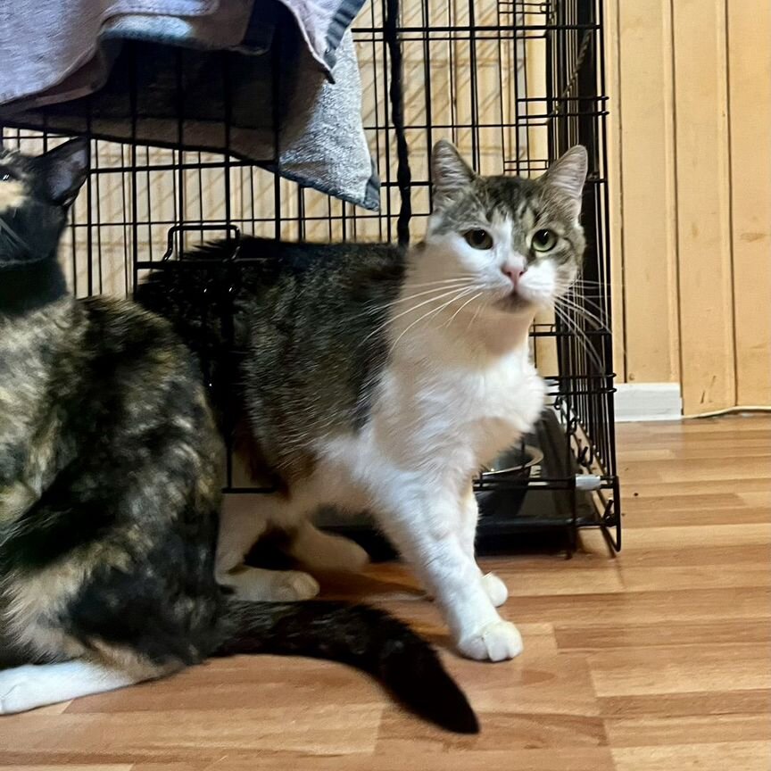 Пончик ищет дом