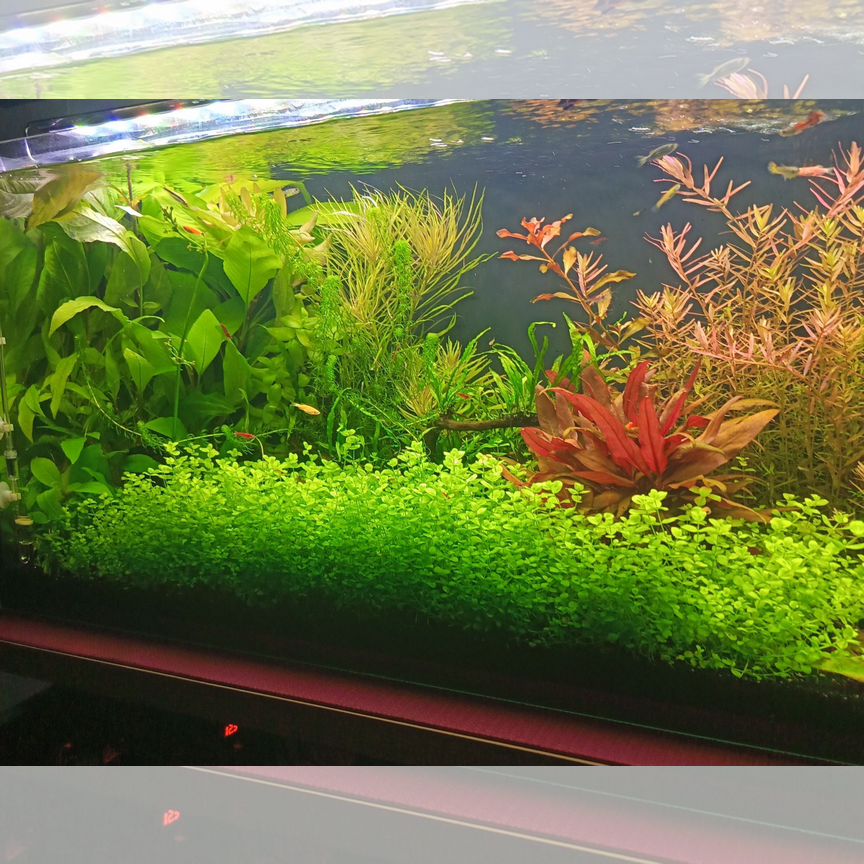 Прополка аквариумных растений