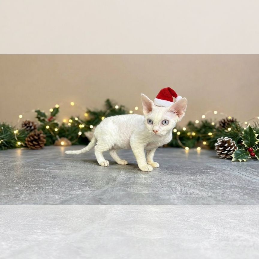 Девон-рекс котёнок