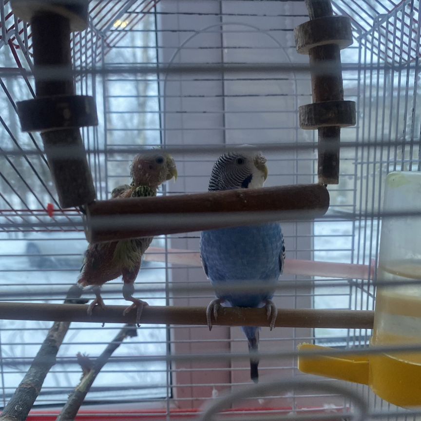 Волнистые попугаи