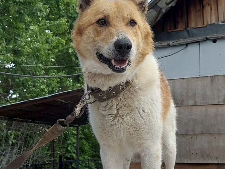 Лайка в добрые руки