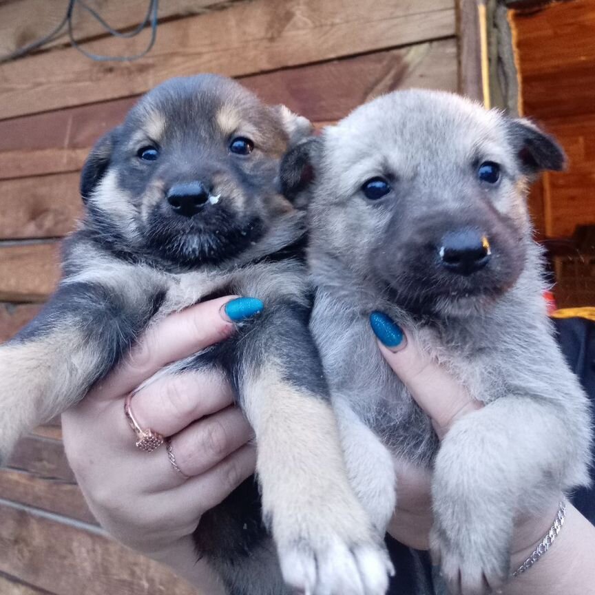 Щенок в добрые руки
