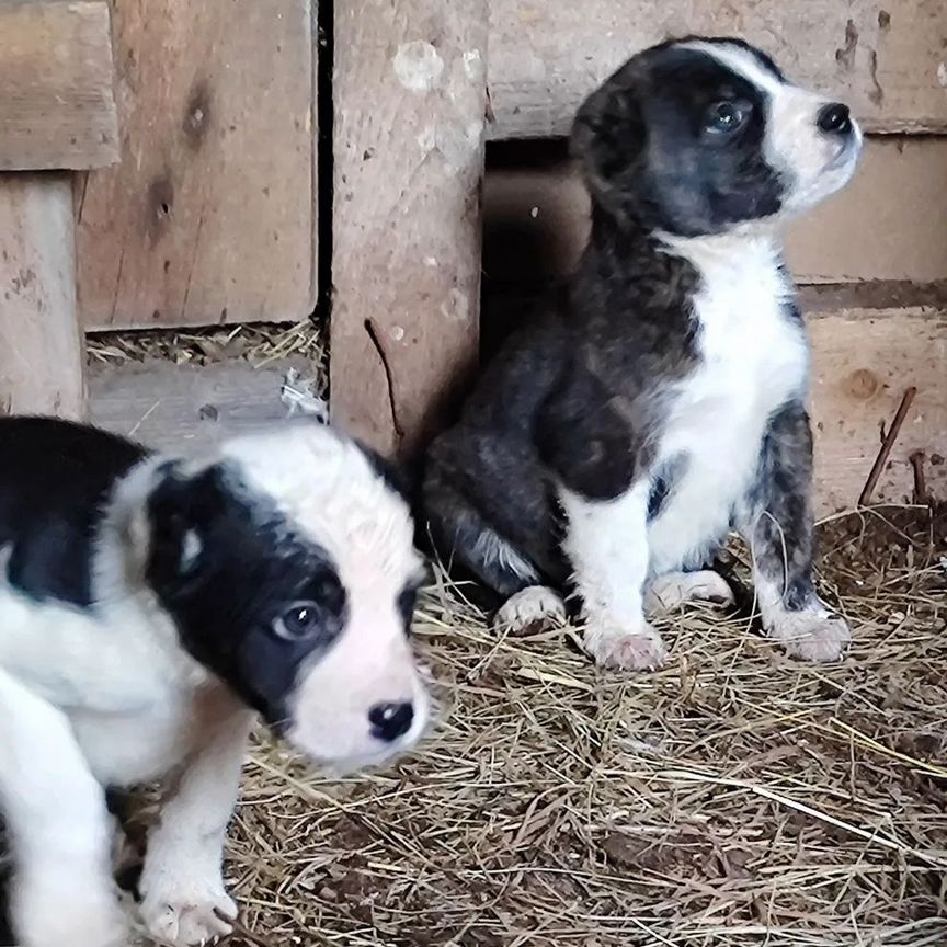 Среднеазиатская овчарка, щенок