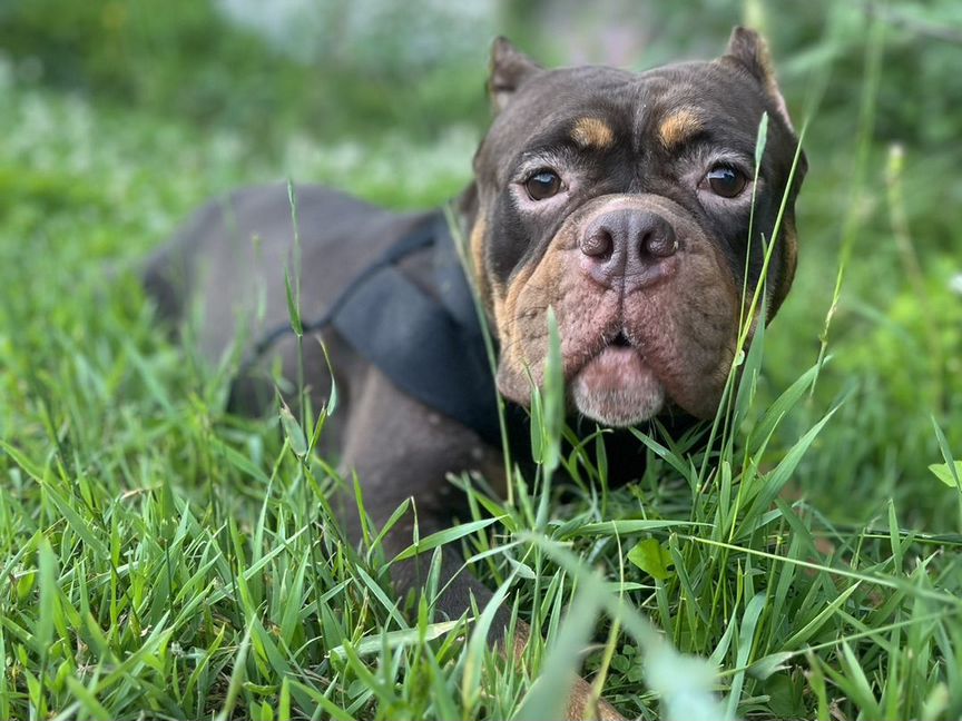 Американский булли покет